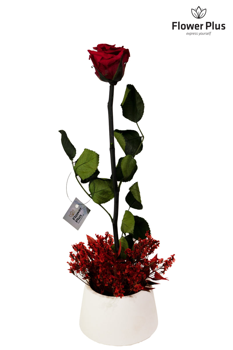 Eternal – Flower Plus