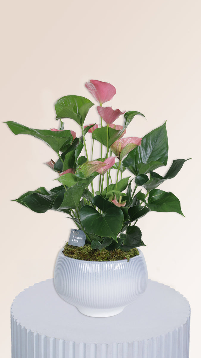 Our Plants – Flower Plus